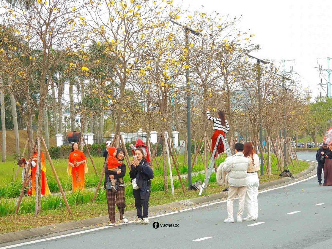 Con đường hoa phong linh nở vàng rực ở Hà Nội