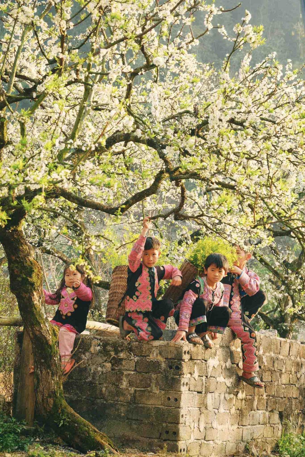 Thăm bản Phiêng Cành mùa hoa mận nở