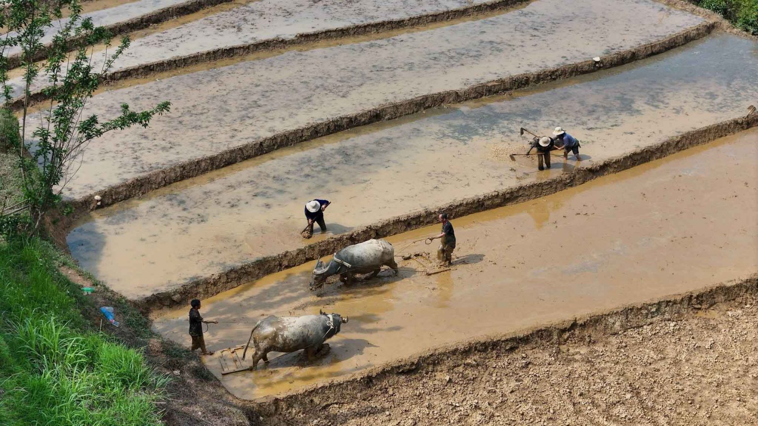 Ruộng bậc thang Sín Chéng mùa nước đổ
