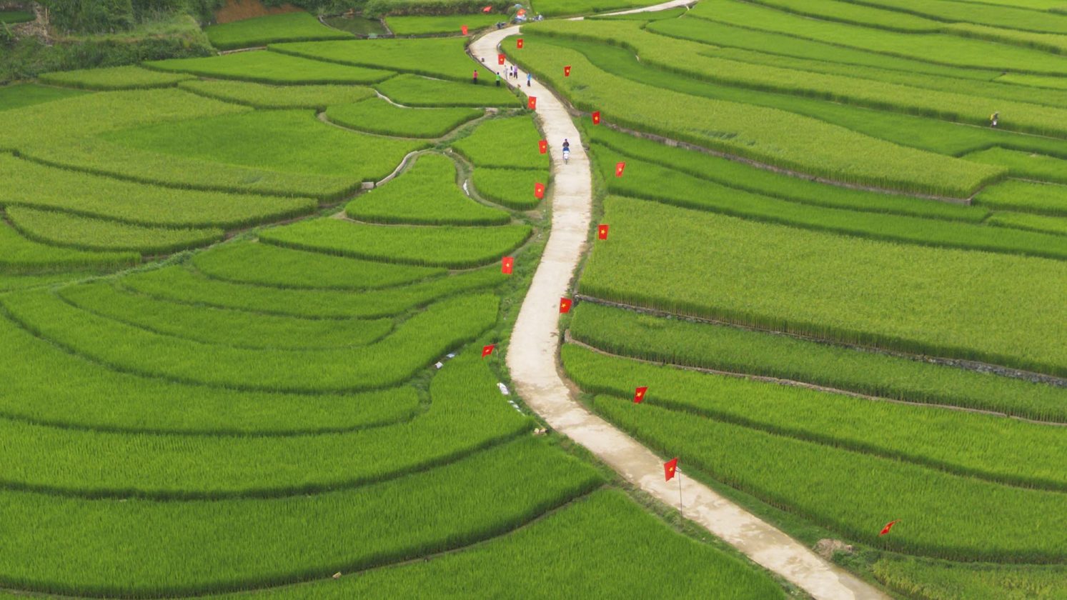 Ngắm lúa xanh và sắc cờ đỏ sao vàng ở Suối Lìn