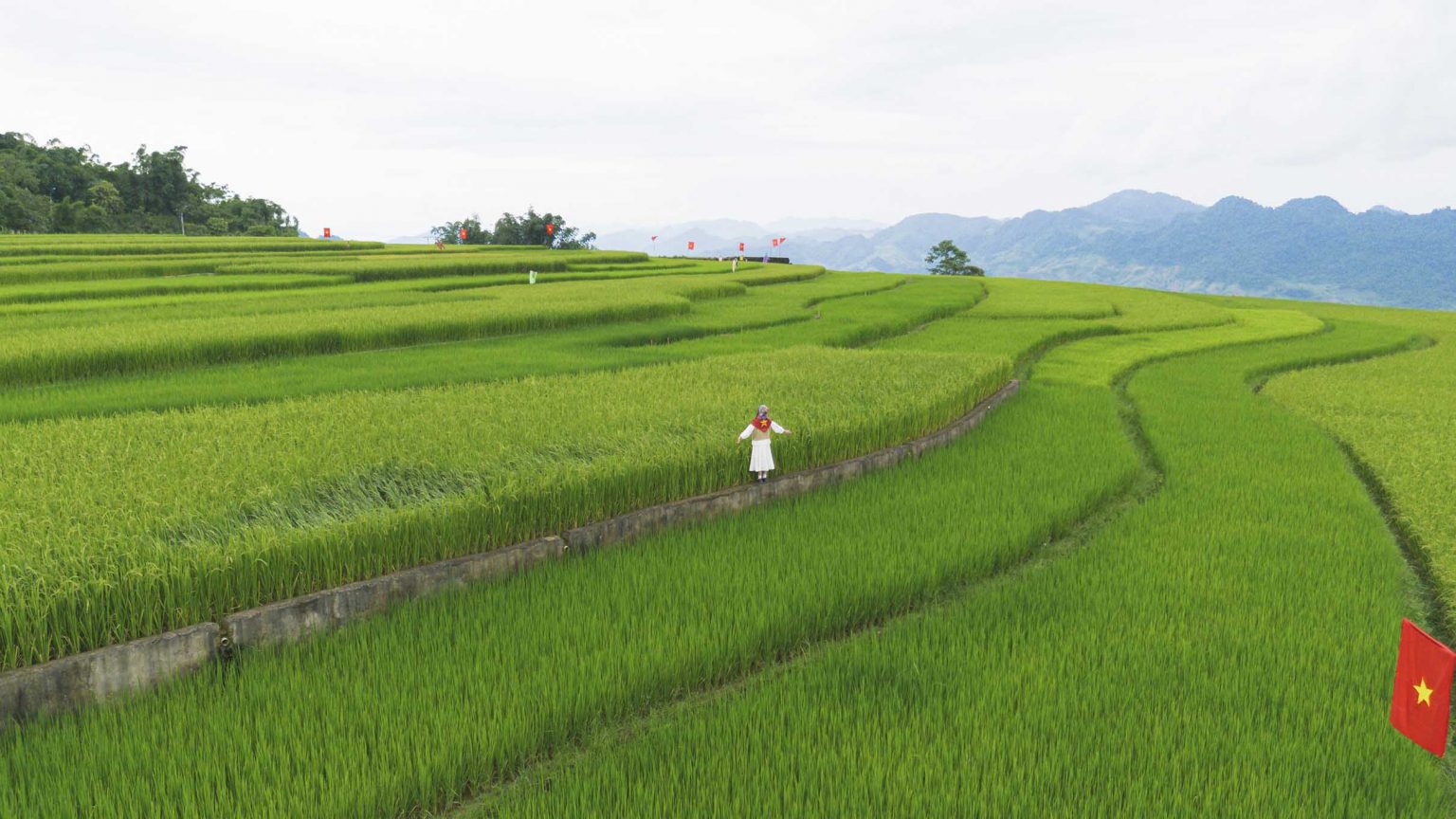 Ngắm lúa xanh và sắc cờ đỏ sao vàng ở Suối Lìn