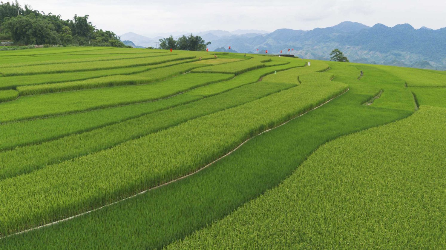 Ngắm lúa xanh và sắc cờ đỏ sao vàng ở Suối Lìn